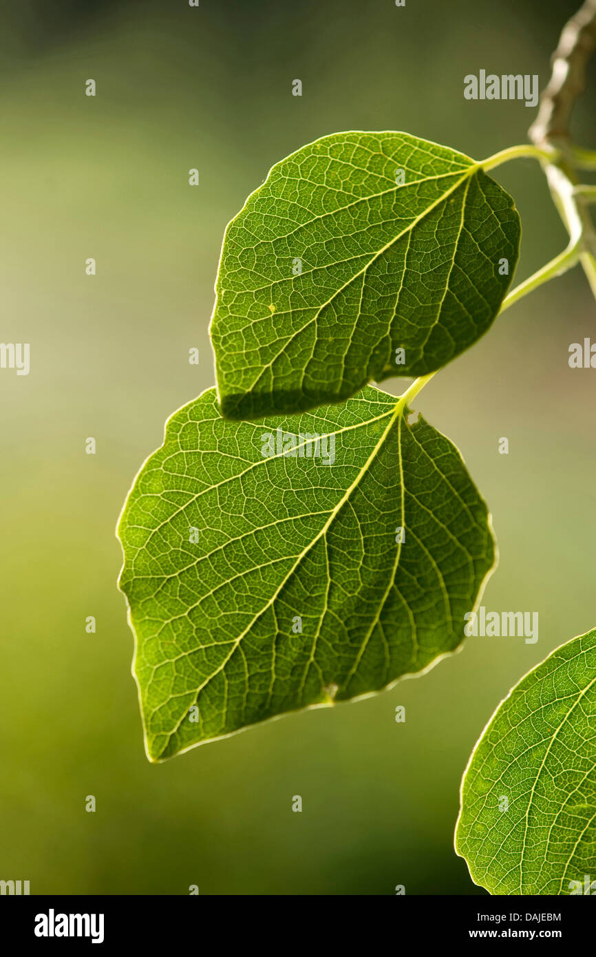 Abele tree hi-res stock photography and images - Alamy