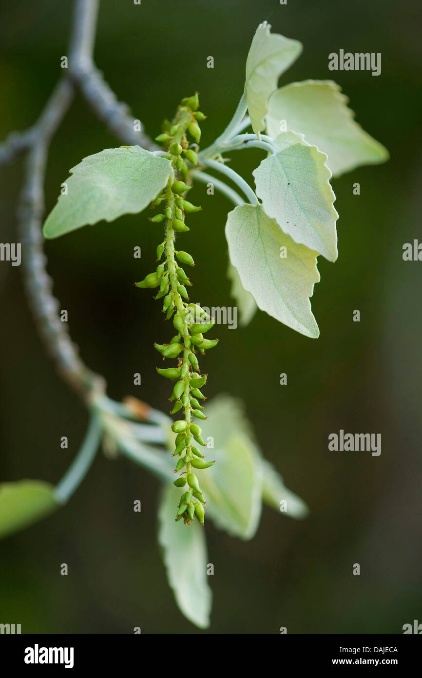 white poplar, silver-leaved poplar, abele (Populus alba), young ...