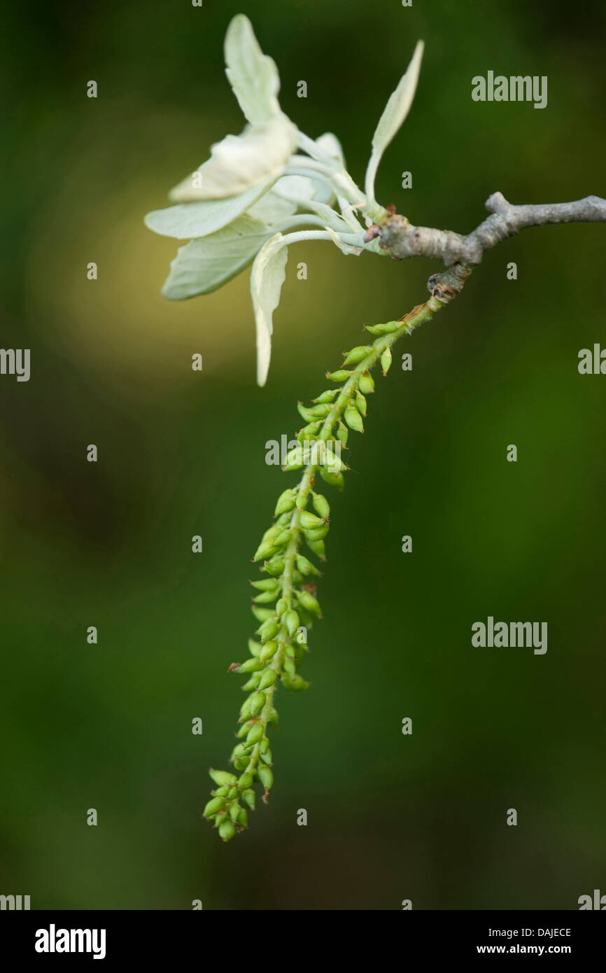 Populus alba fruit hi-res stock photography and images - Alamy
