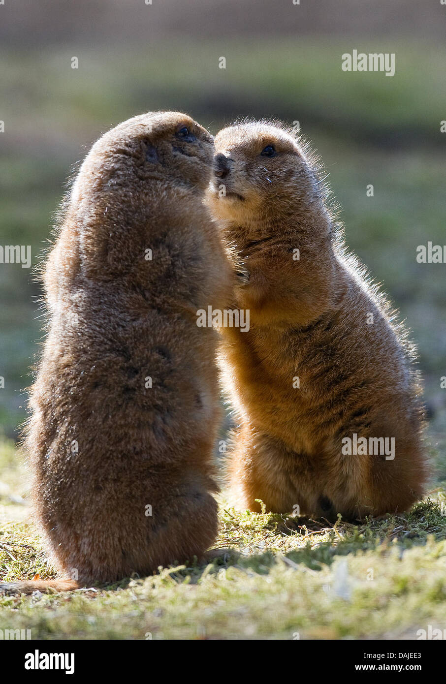 Two prairie dogs stand facing each other at the zoo in Eberswalde ...