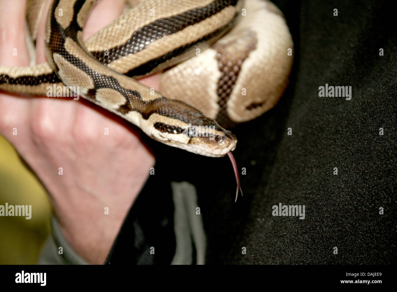 Split tongue hi-res stock photography and images - Alamy