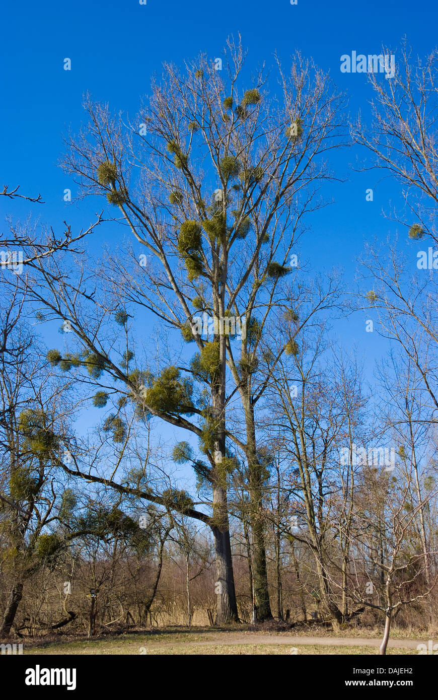 Canadian Poplar (Populus x canadensis), tree in winter with mistletoes ...