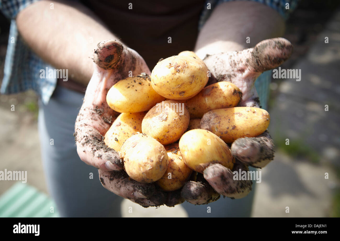Man holding young potatoes hi-res stock photography and images - Alamy