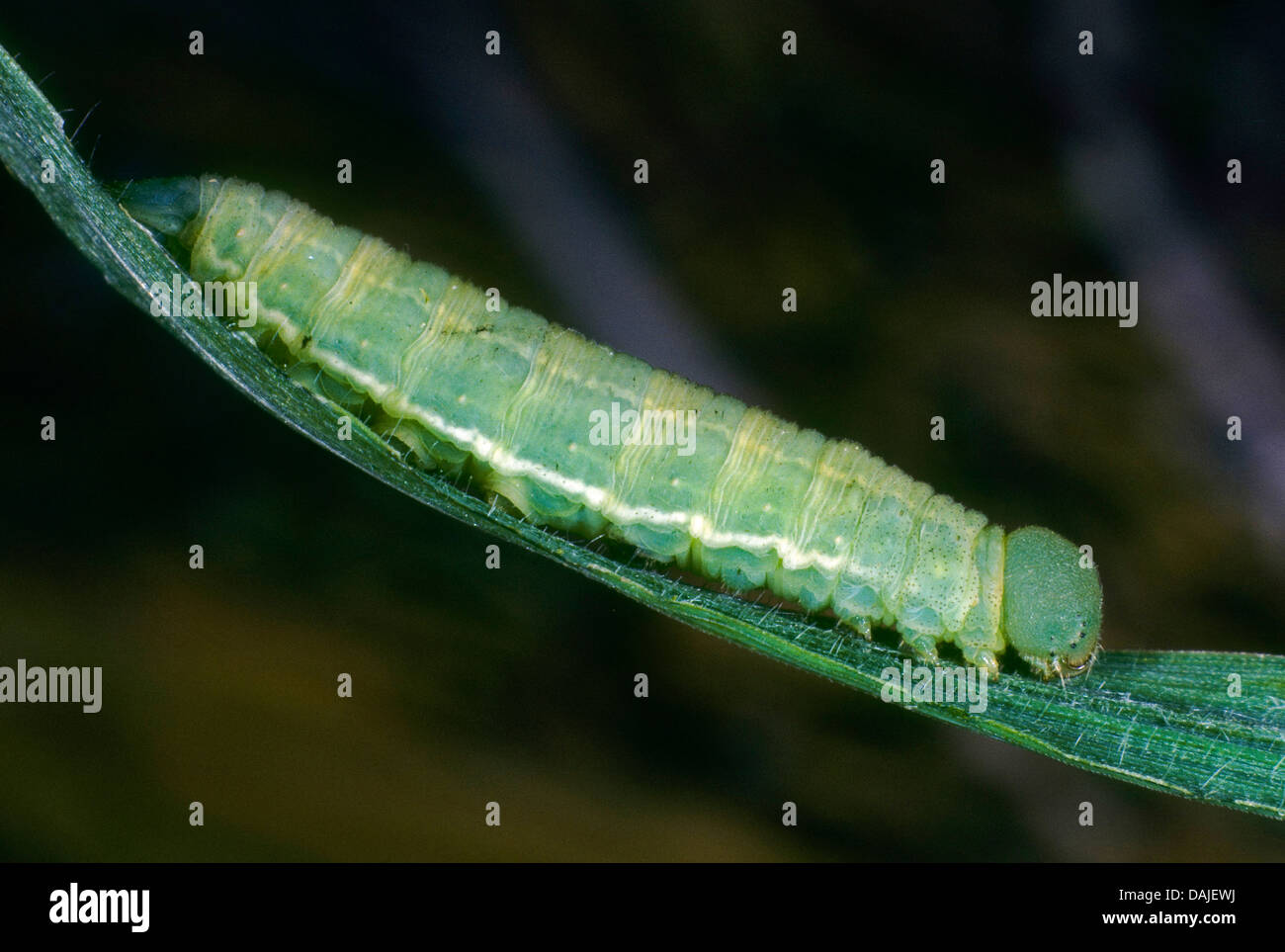 small skipper (Thymelicus sylvestris, Thymelicus flavus), Caterpillar ...