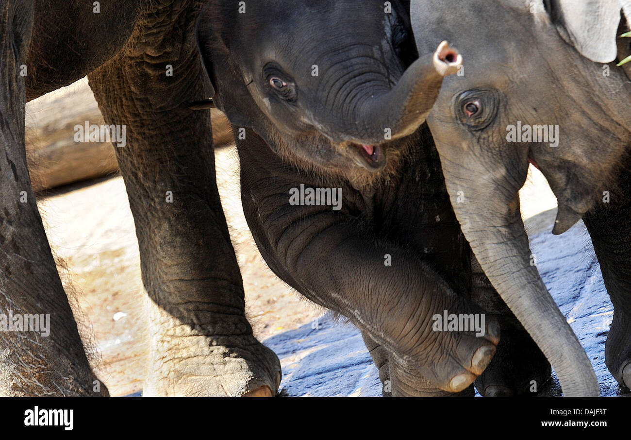 Baby elephant Soraya (L) plays with half-brother Felix at the zoo in ...