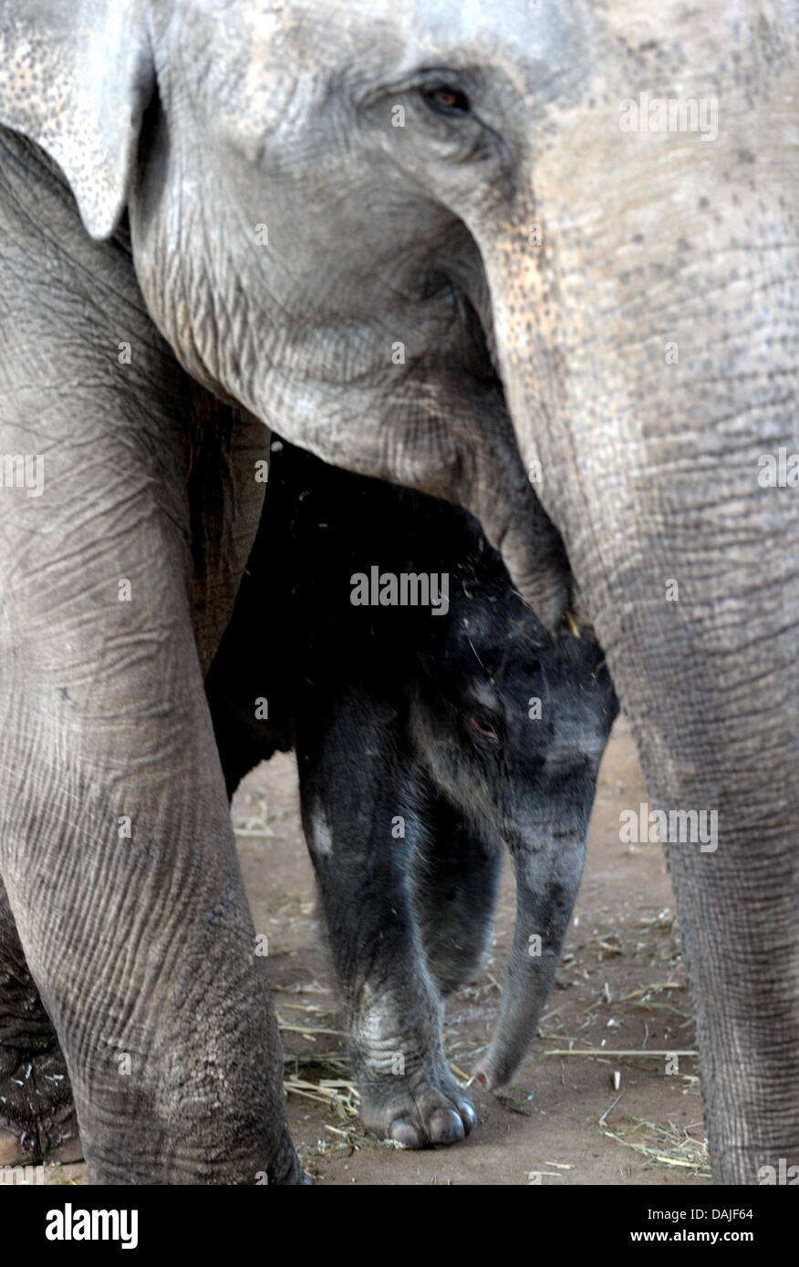 Baby elephant Soraya takes shelter under his mother Khaing Hnin Hnin at ...