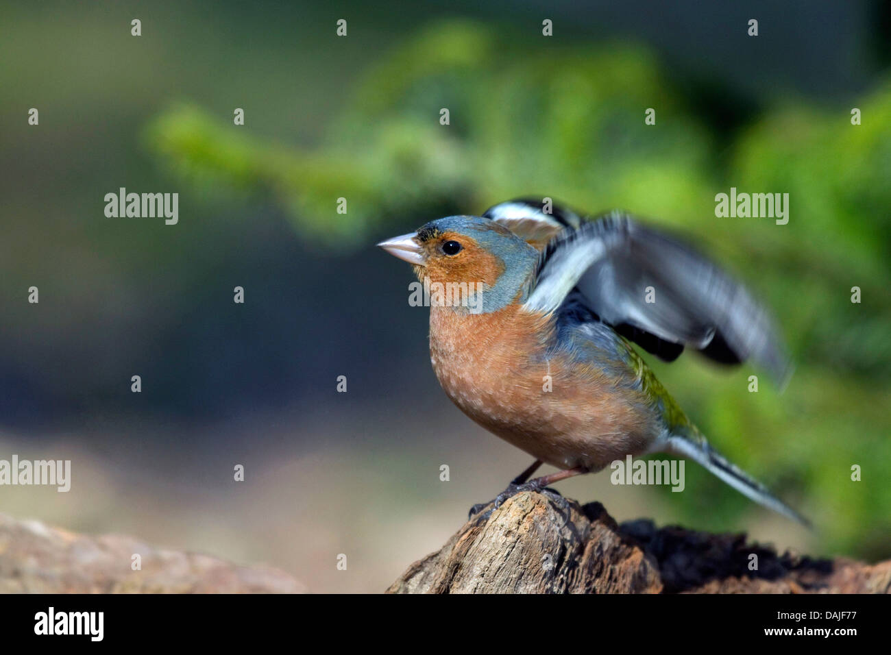chaffinch (Fringilla coelebs), male in nuptial colouration flapping ...