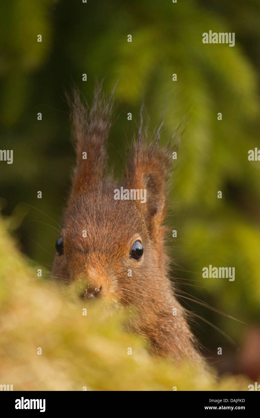 European red squirrel, Eurasian red squirrel (Sciurus vulgaris ...