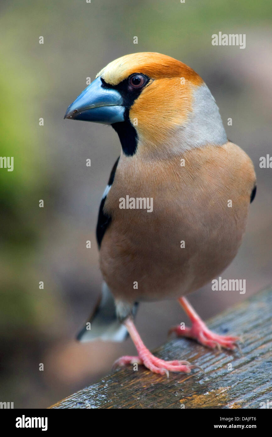 hawfinch (Coccothraustes coccothraustes), sitting on a railing, Germany ...