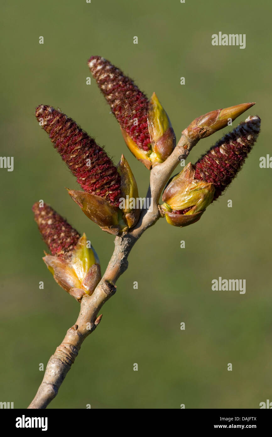 black poplar, balm of gilead, black cottonwood (Populus nigra), female ...