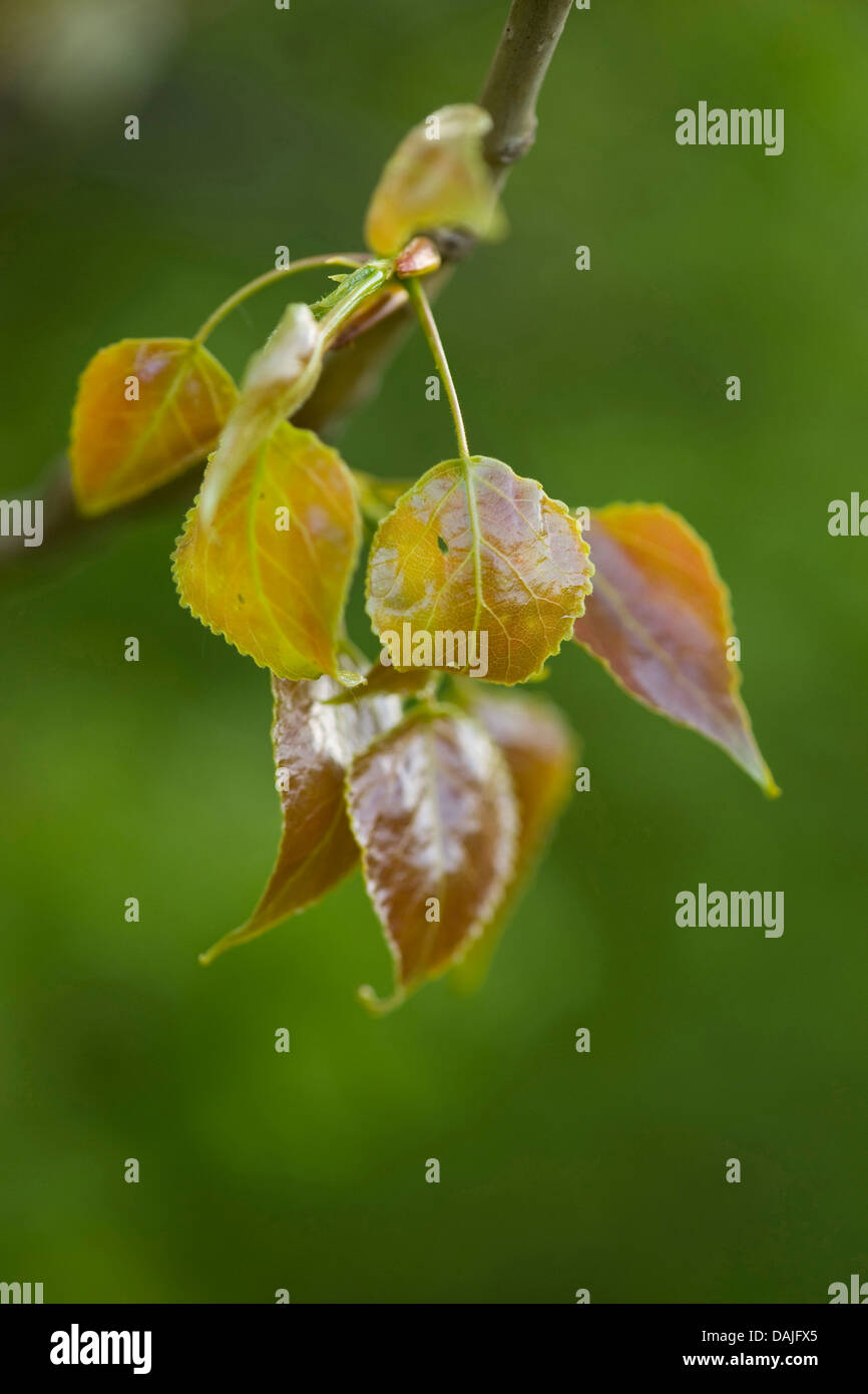 European aspen (Populus tremula), young leaves on a tree, Germany Stock ...