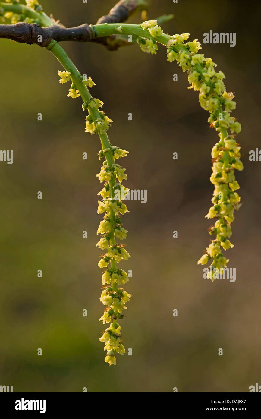 European aspen (Populus tremula), female inflorescences, Germany Stock ...