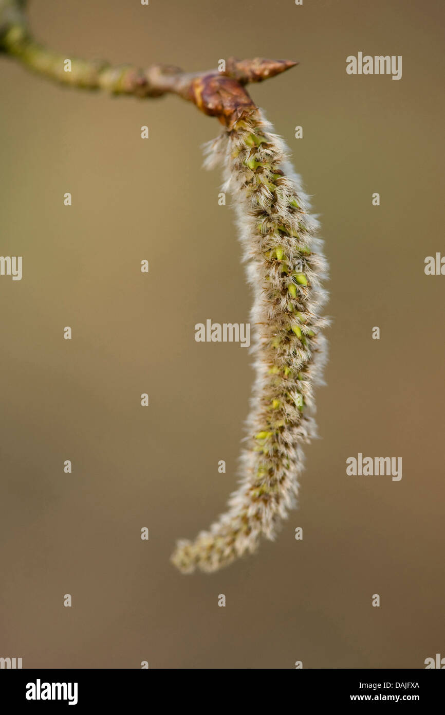 European aspen (Populus tremula), male inflorescence, Germany Stock ...