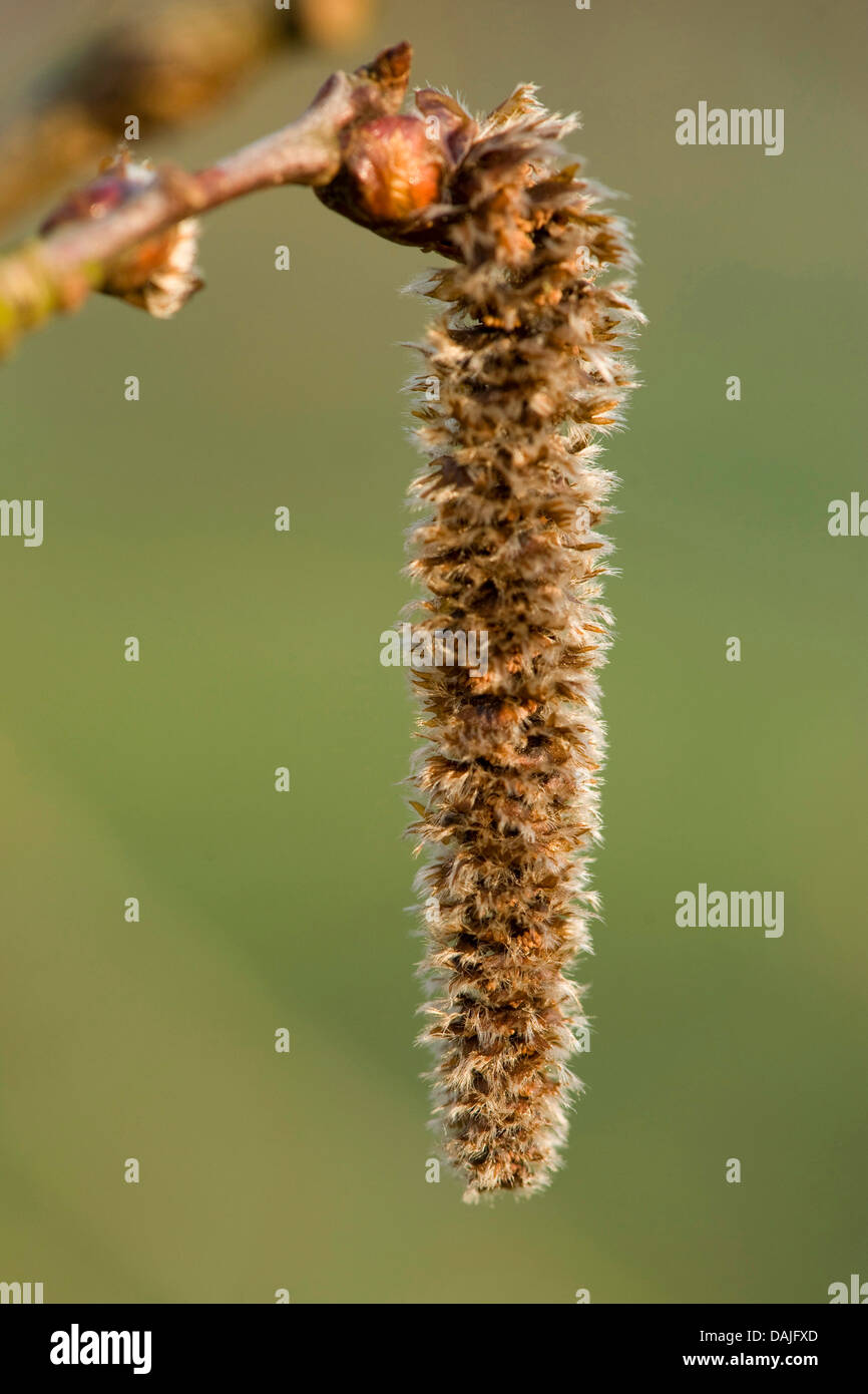 European aspen (Populus tremula), male inflorescence, Germany Stock ...