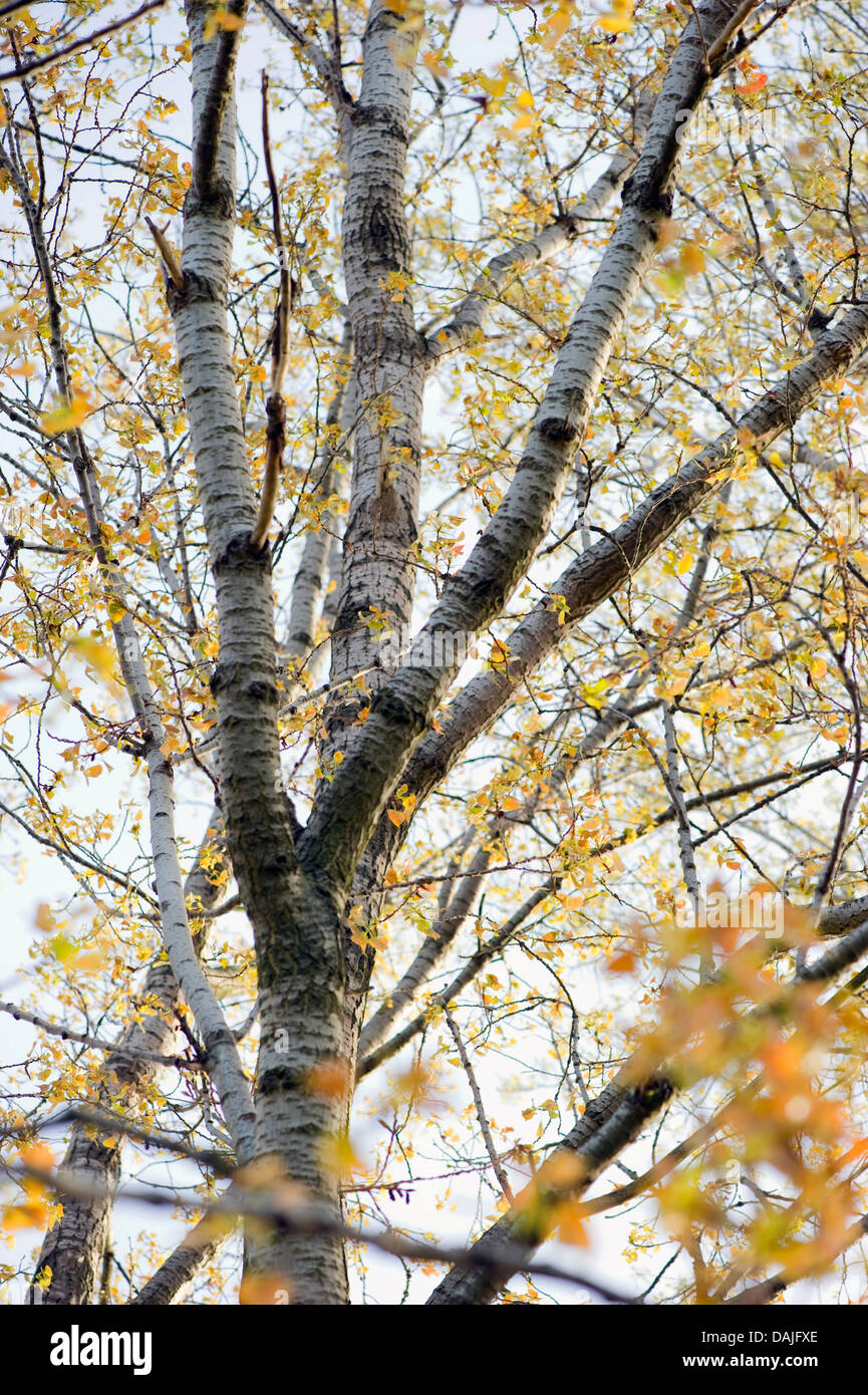 European aspen (Populus tremula), tree trunk, Germany Stock Photo - Alamy