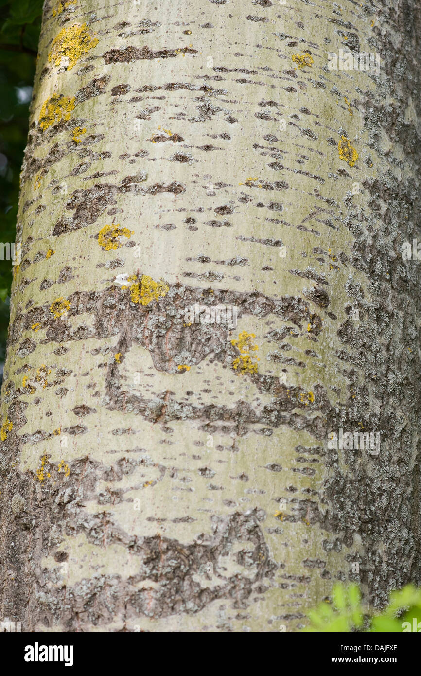 European aspen (Populus tremula), tree trunk, Germany Stock Photo - Alamy