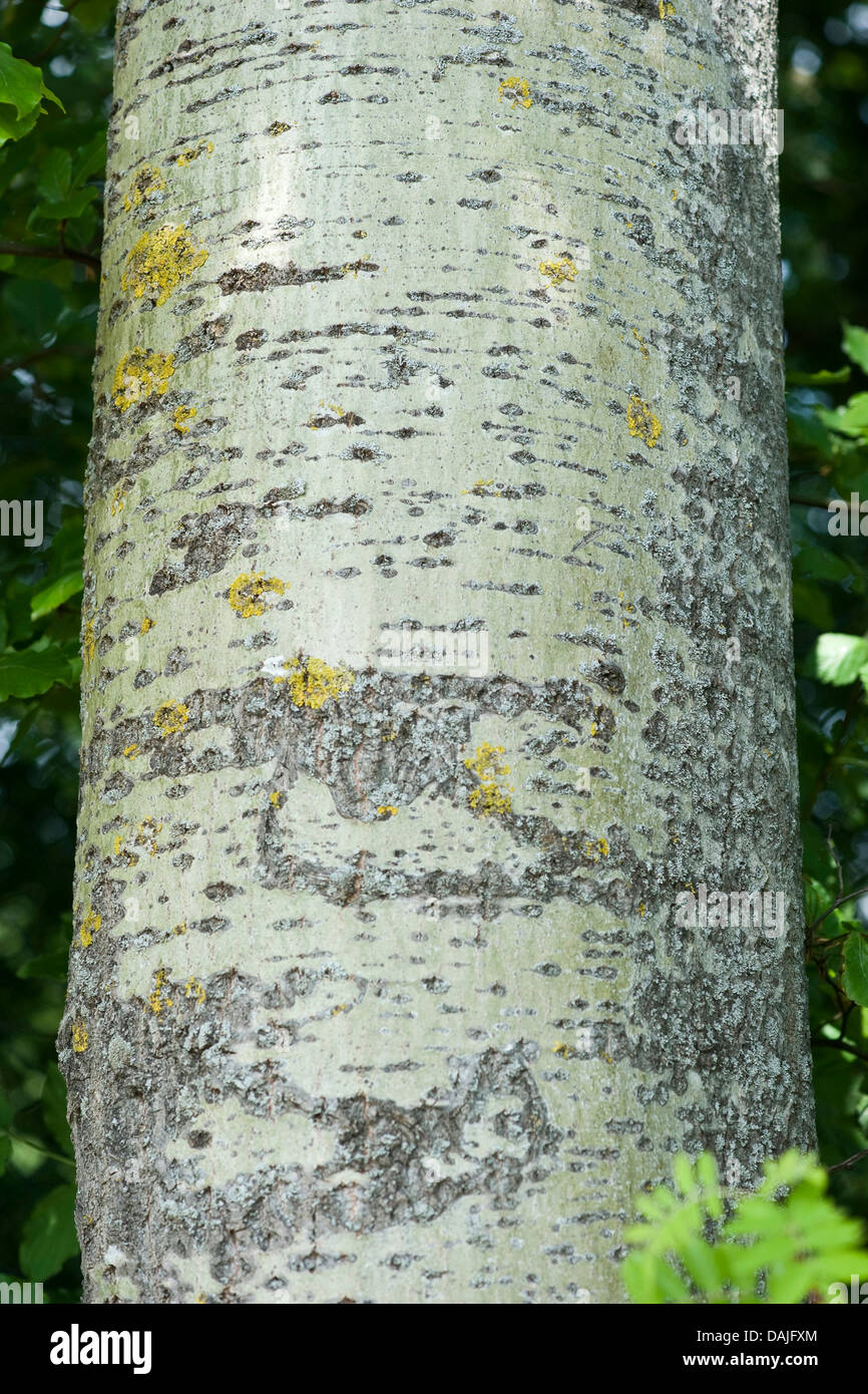 European aspen (Populus tremula), tree trunk, Germany Stock Photo - Alamy