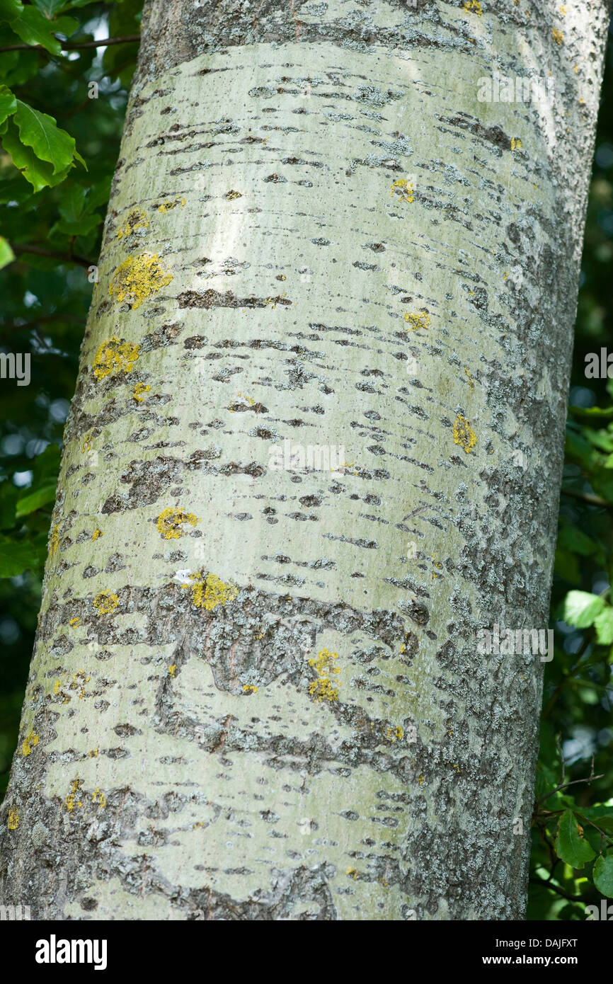 European aspen (Populus tremula), tree trunk, Germany Stock Photo - Alamy