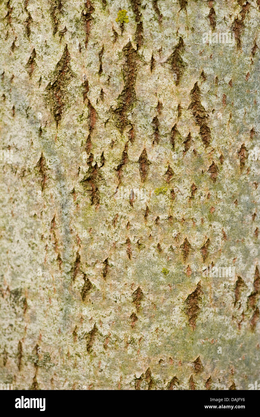 European aspen (Populus tremula), tree trunk, Germany Stock Photo - Alamy