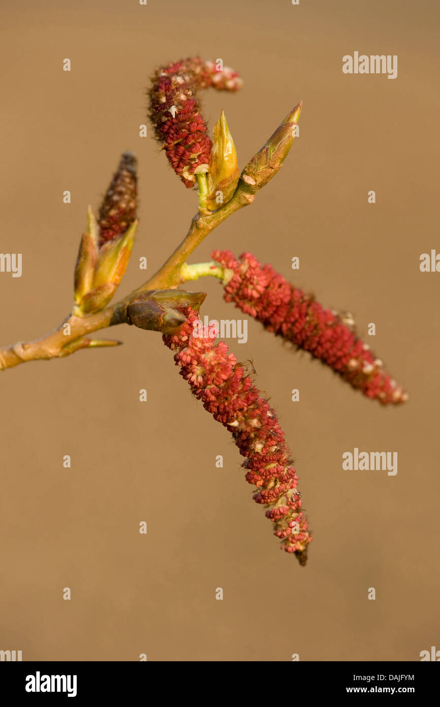 Grey Poplar (Populus x canescens, Populus canescens), male ...