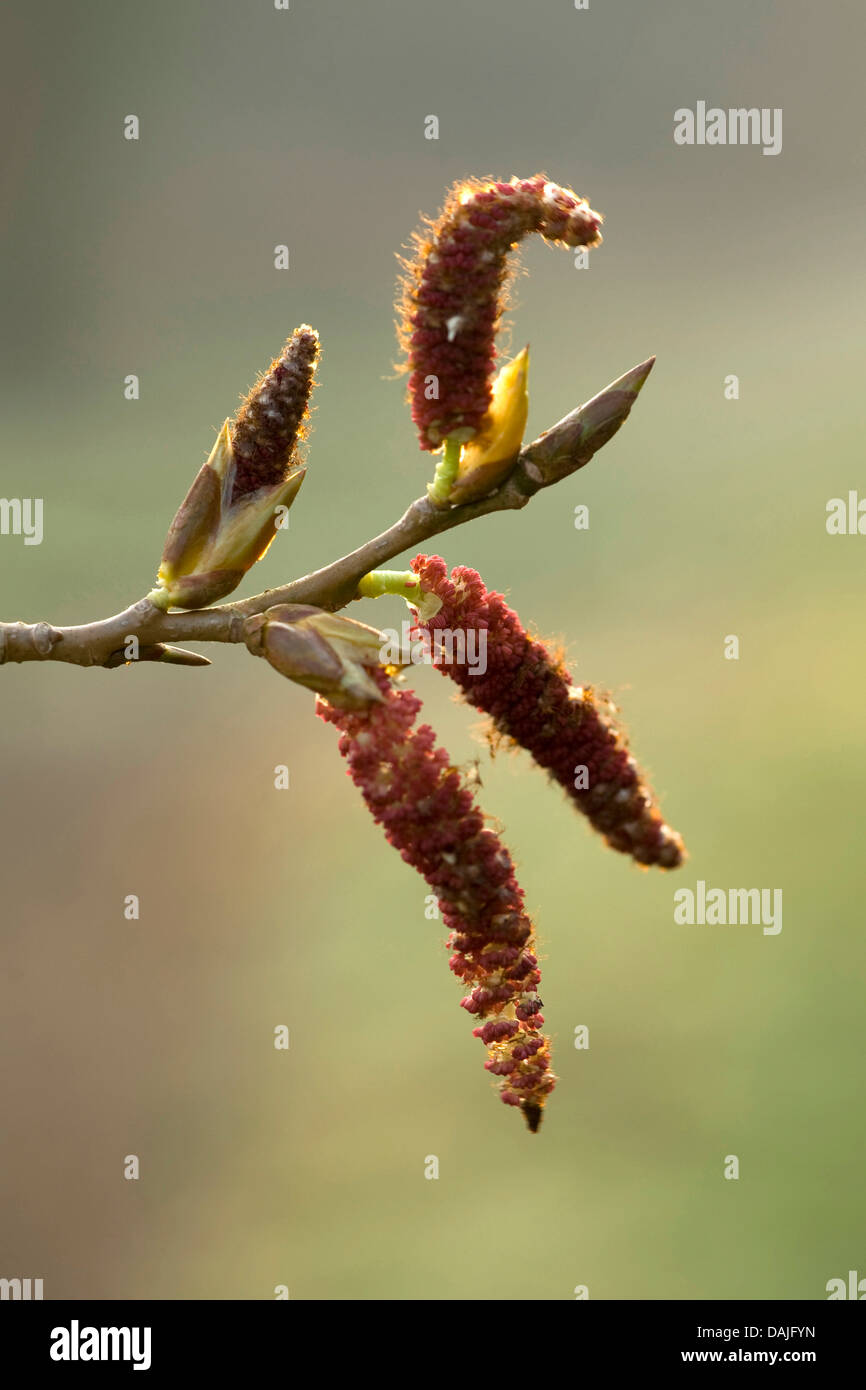Grey Poplar (Populus x canescens, Populus canescens), male ...