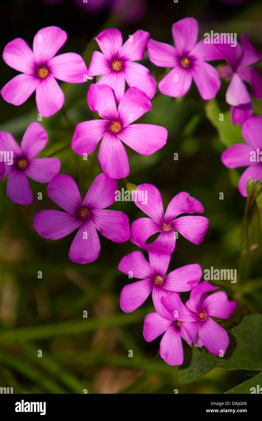Flowers, Oxalis articulata - Pink Sorrel, Isle of Wight, England, UK ...