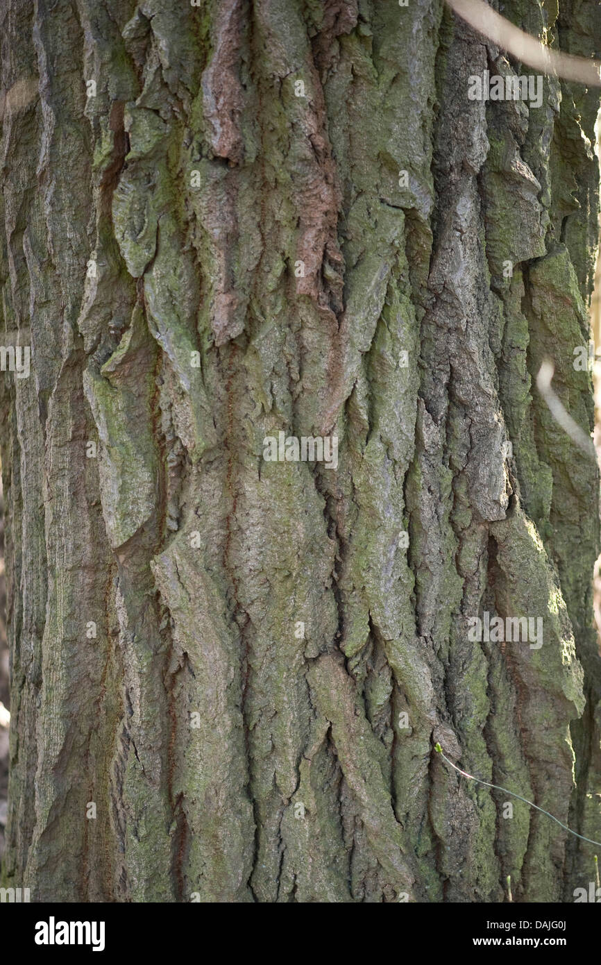 Grey Poplar (Populus x canescens, Populus canescens), bark Stock Photo ...