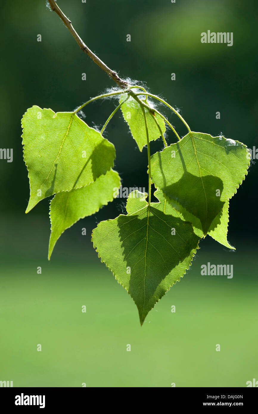Canadian Poplar (Populus x canadensis, Populus canadensis), leaves on a ...