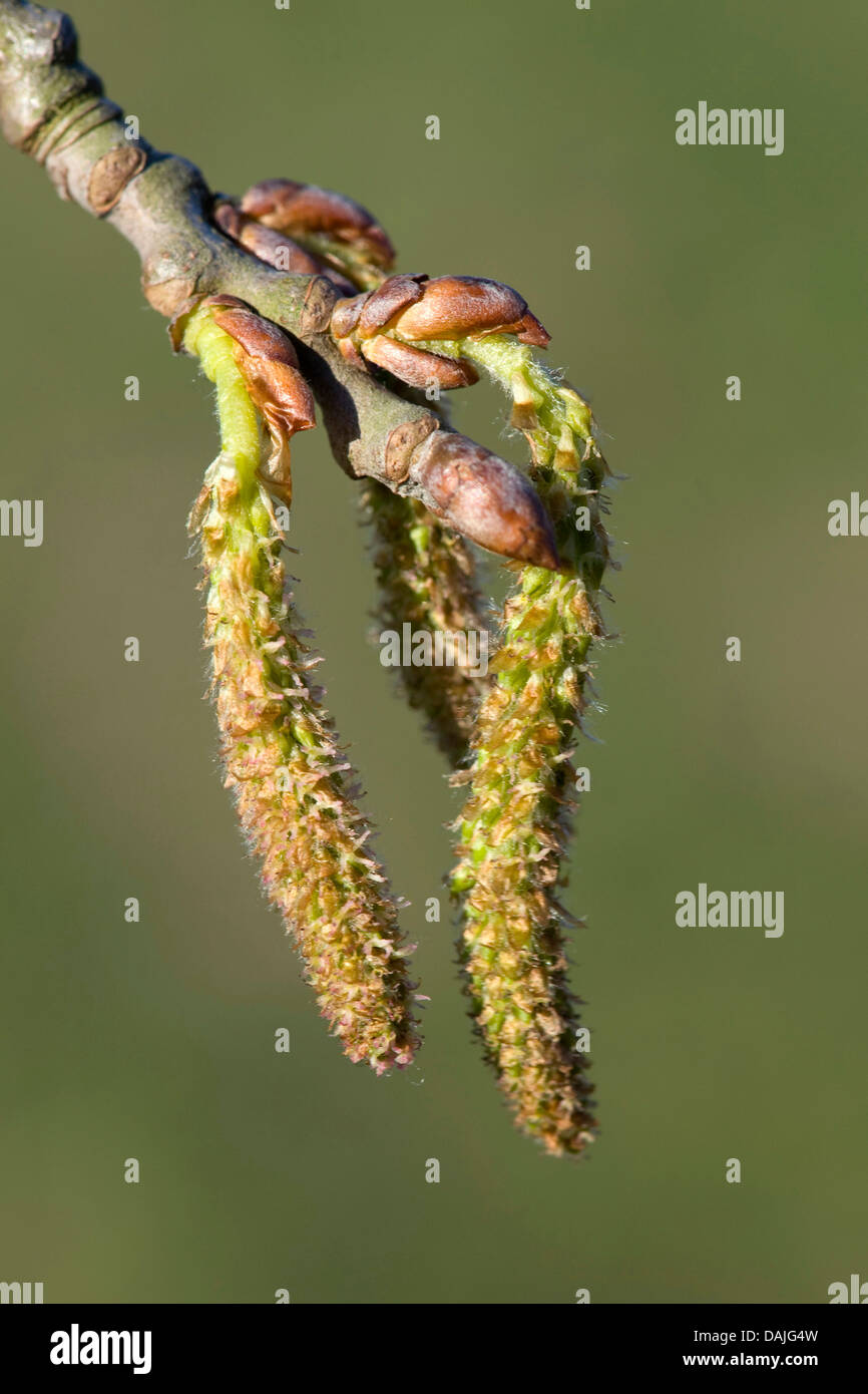 Grey Poplar (Populus x canescens, Populus canescens), female ...