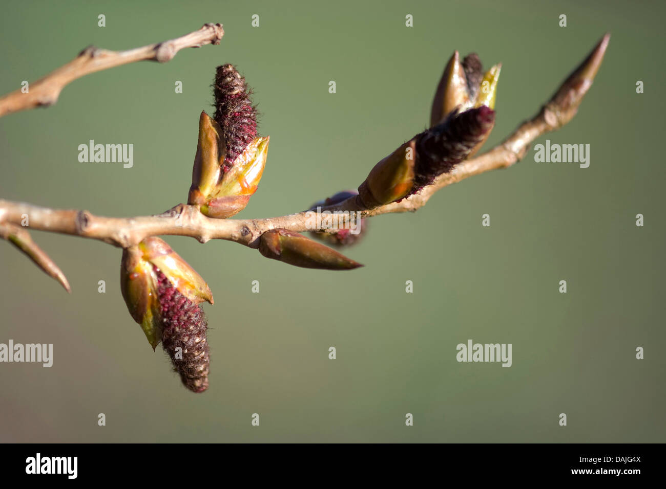 Grey Poplar (Populus x canescens, Populus canescens), male ...
