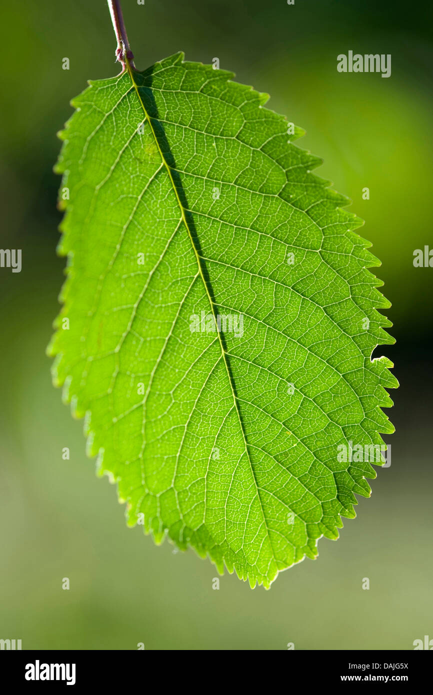 wild cherry, sweet cherry, gean, mazzard (Prunus avium), leaf on a tree ...