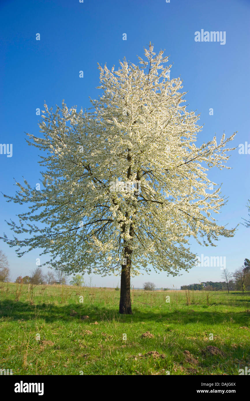 Wild cherry trees in bloom prunus avium hi-res stock photography and ...