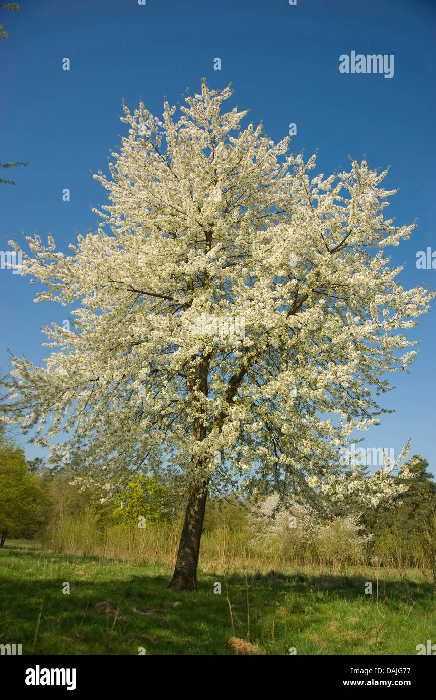 Wild cherry trees in bloom prunus avium hi-res stock photography and ...
