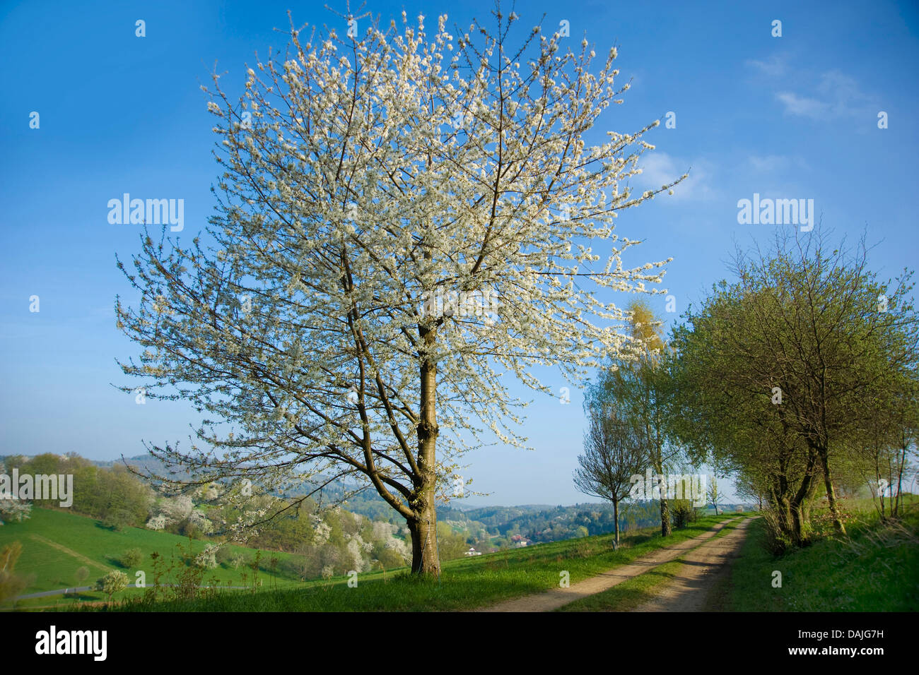 Wild cherry in bloom prunus avium hi-res stock photography and images ...