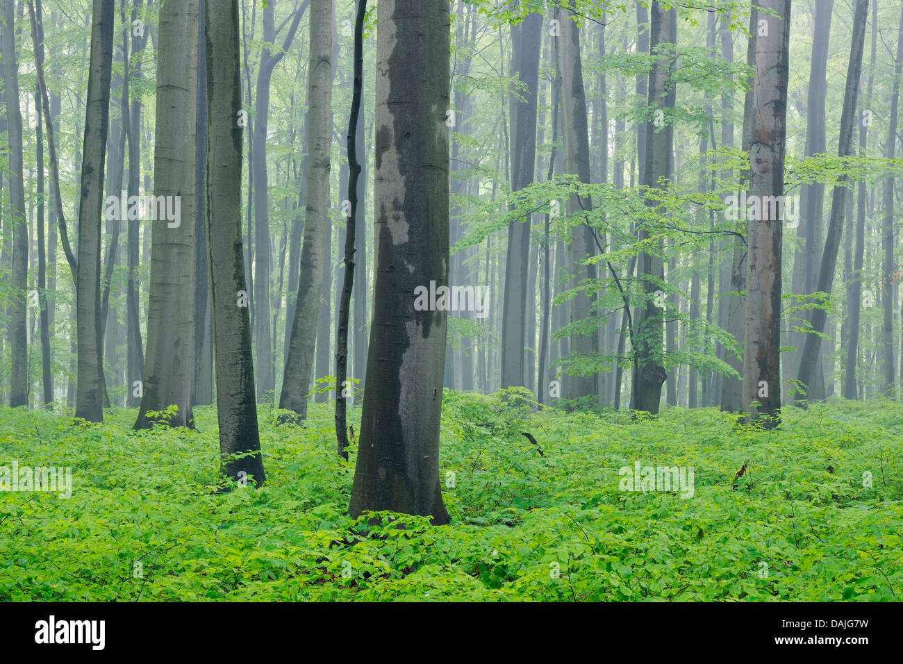 Beech trees hainich national park hi-res stock photography and images ...