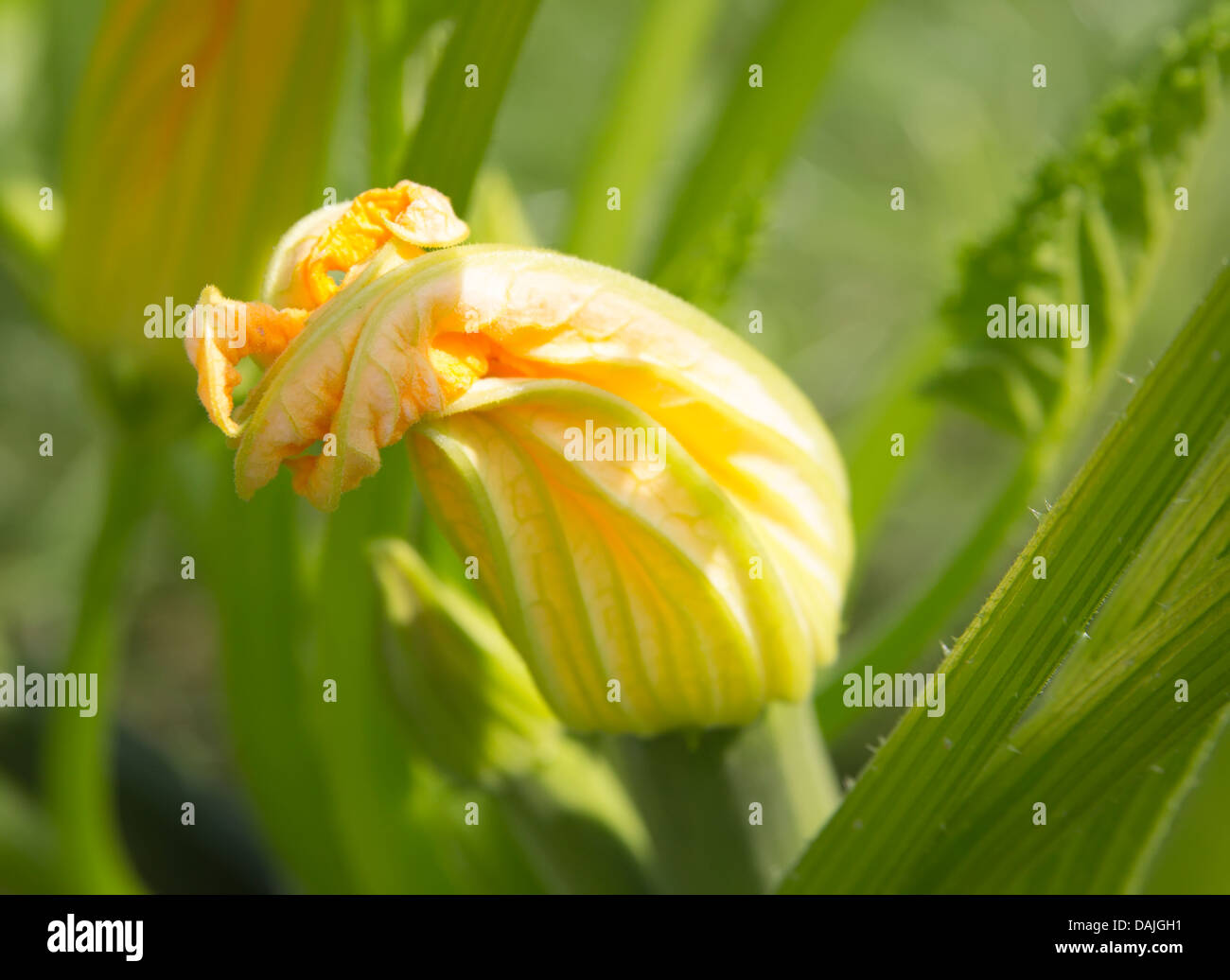 yellow zucchini flower growing in vegetable garden Stock Photo - Alamy