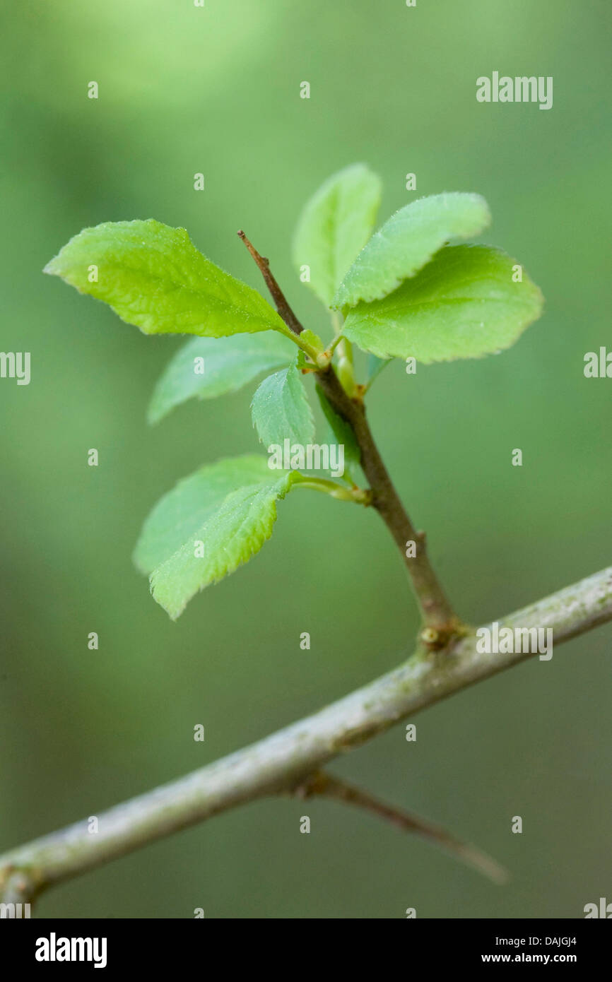 blackthorn, sloe (Prunus spinosa), short shoot with spine, Germany ...