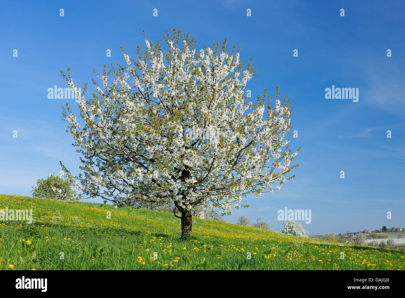 Germany, Bavaria, Cherry tree blossom in field Stock Photo - Alamy