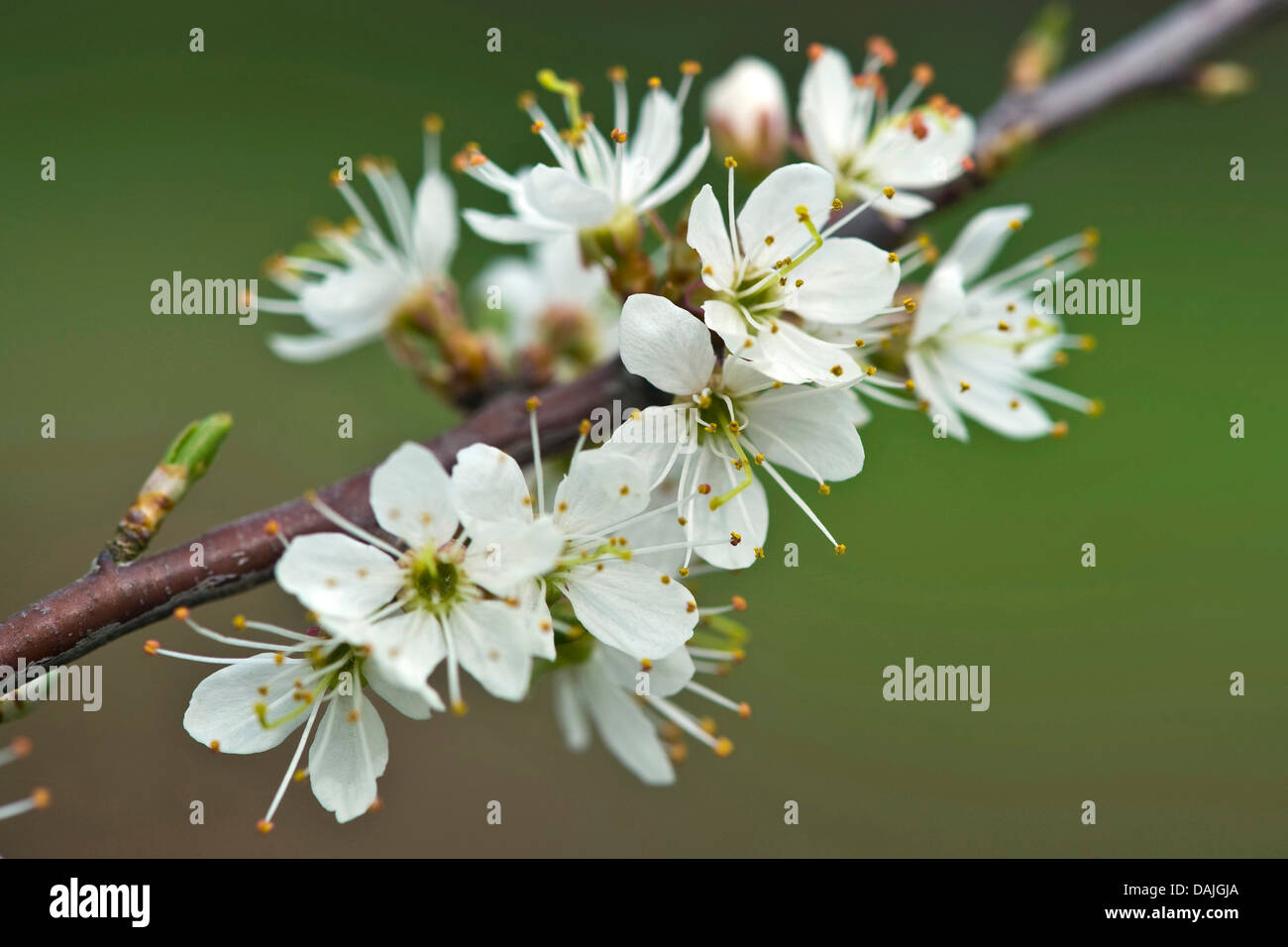 Prunus Spinosa Flower