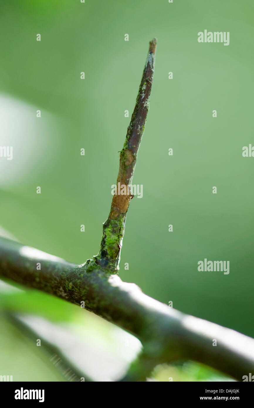 blackthorn, sloe (Prunus spinosa), short shoot with spine, Germany ...