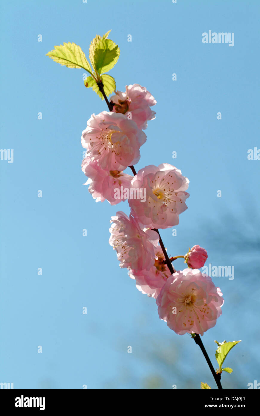 Prunus triloba prunus triloba hi-res stock photography and images - Alamy