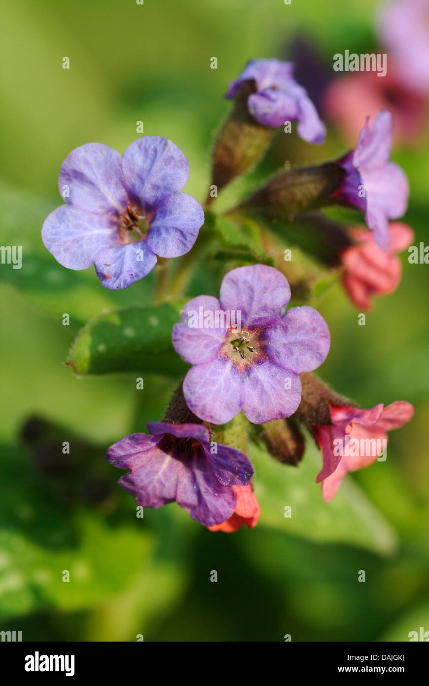 Common lungwort (Pulmonaria officinalis), blooming, Germany Stock Photo ...