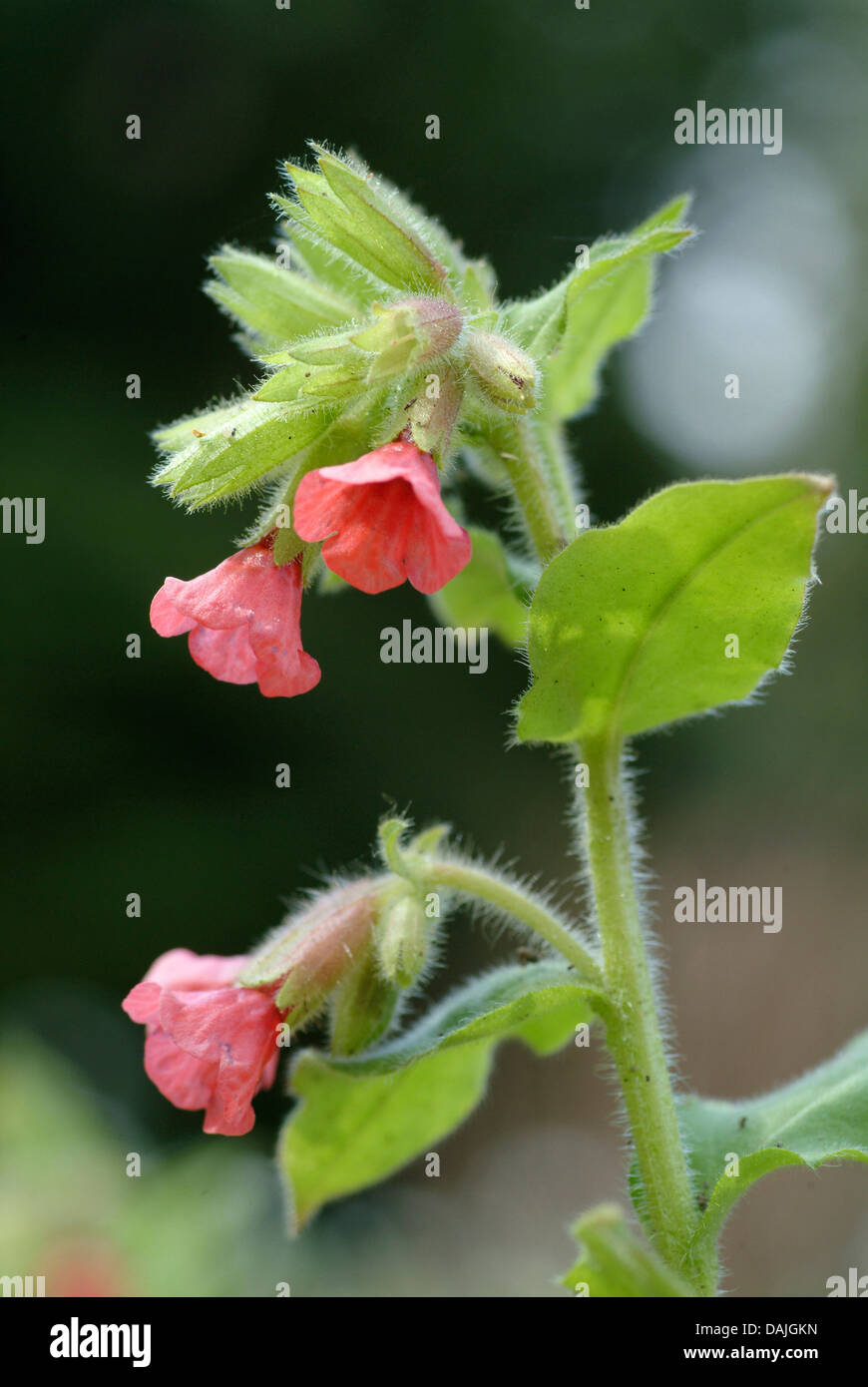 Red lungwort pulmonaria rubra hi-res stock photography and images - Alamy