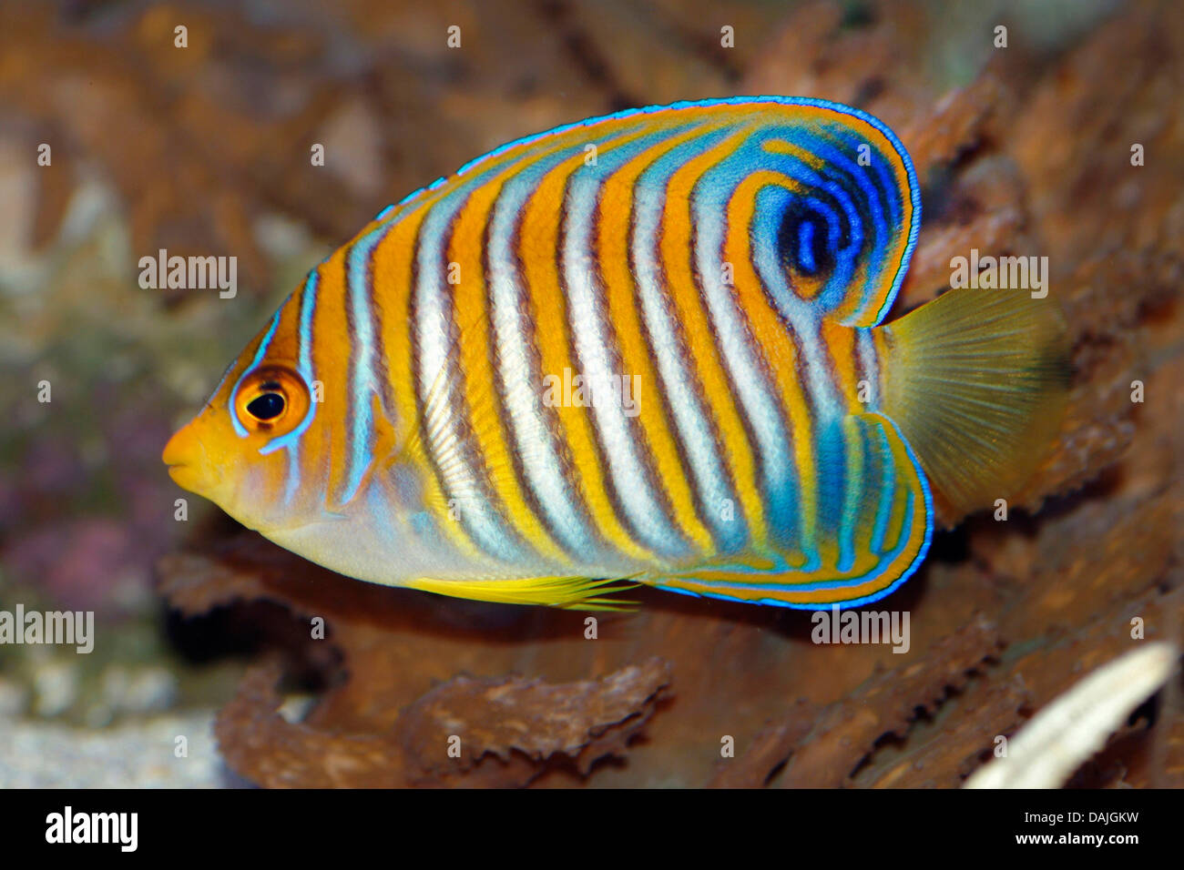 Regal Angelfish Juvenile