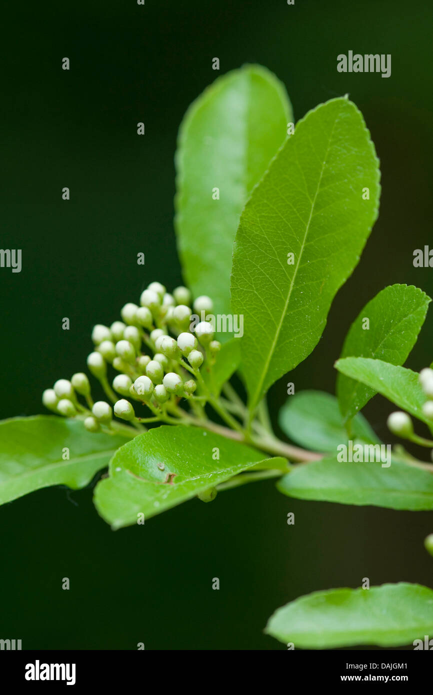 Scarlet firethorn hi-res stock photography and images - Alamy