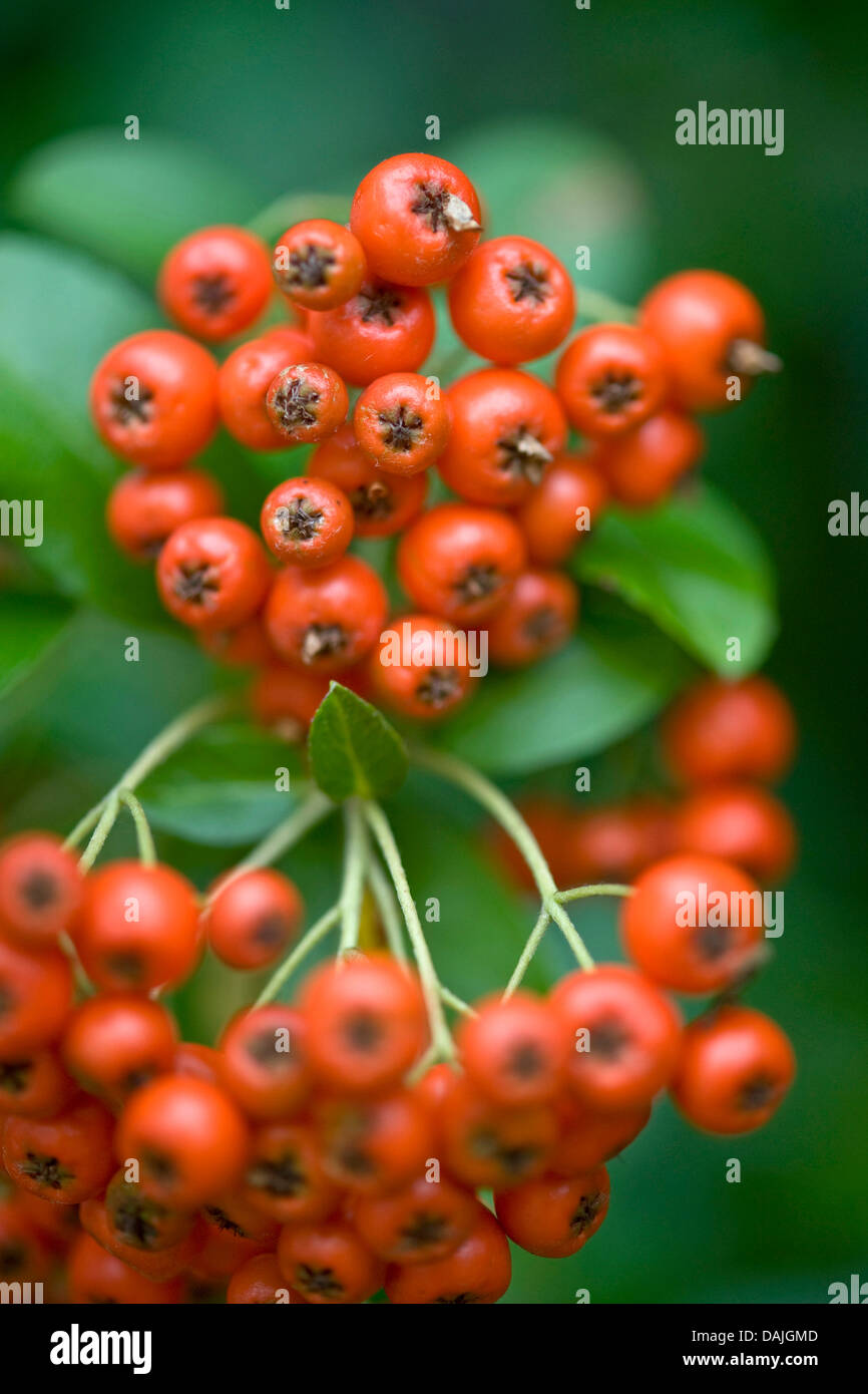 Firethorn Bush Stock Photos & Firethorn Bush Stock Images - Alamy