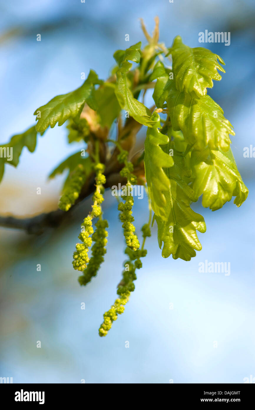 Oak tree catkins hi-res stock photography and images - Alamy