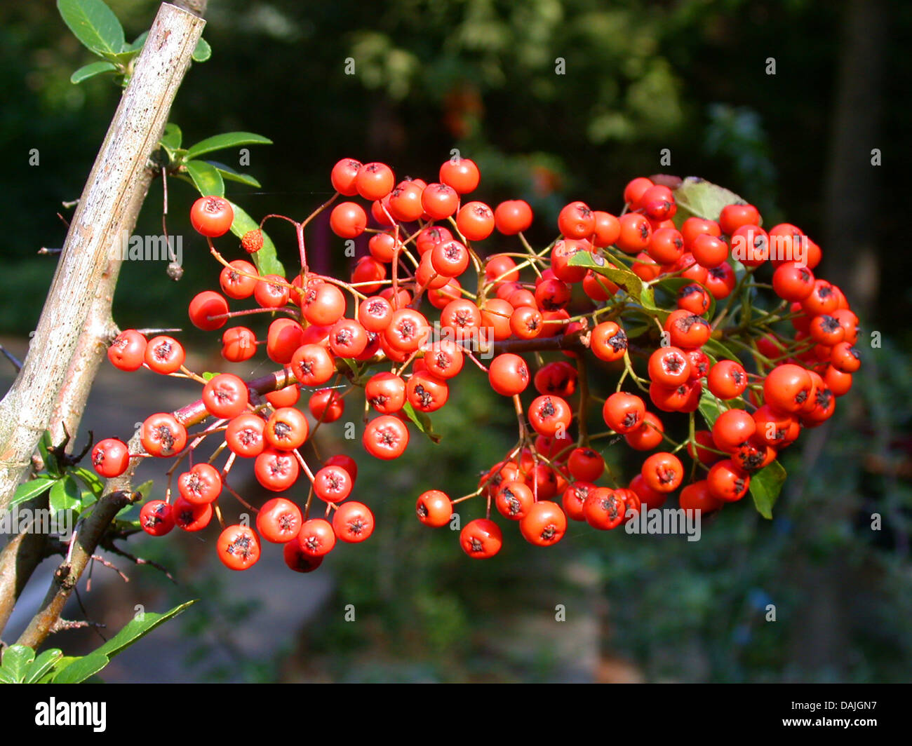fire thorn, scarlet firethorn, burning bush (Pyracantha coccinea ...