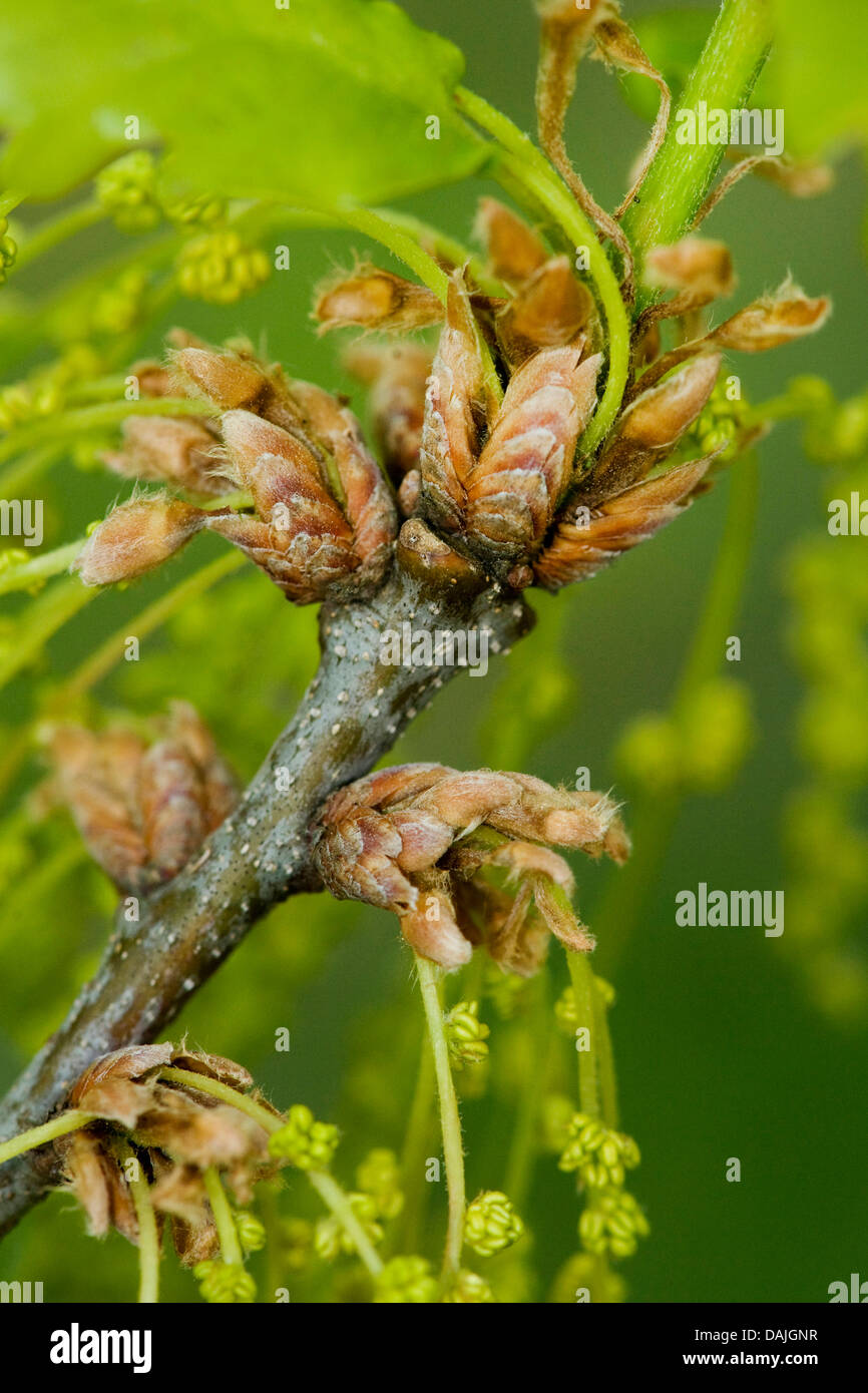 Oak tree catkins hi-res stock photography and images - Alamy