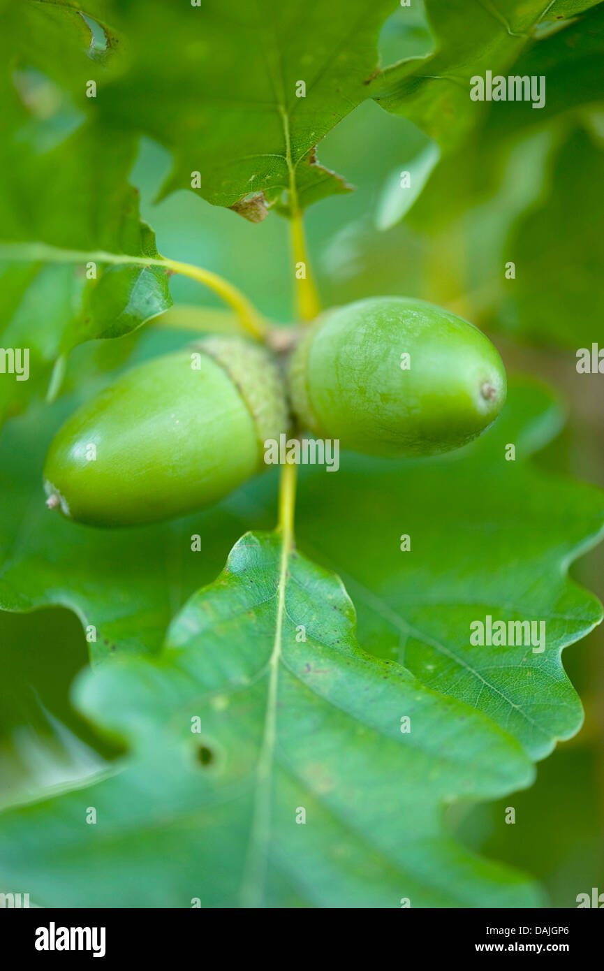 Sessile oak quercus petraea acorn hi-res stock photography and images ...